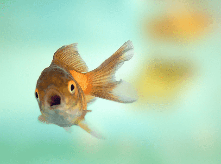 SQLite Varchar Surprise · Daniela Baron